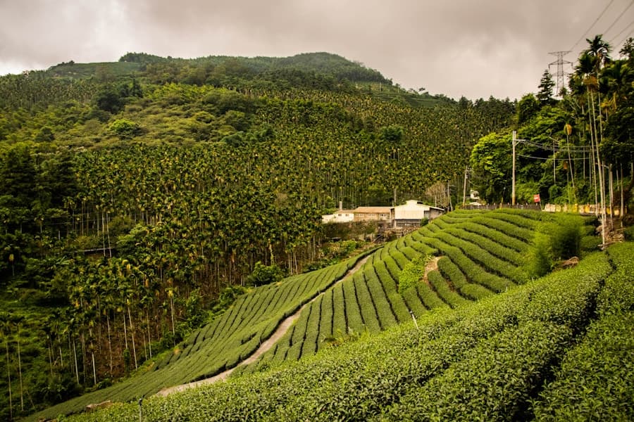 Green Tea: The Secret Weapon Against Gout Pain and Inflammation